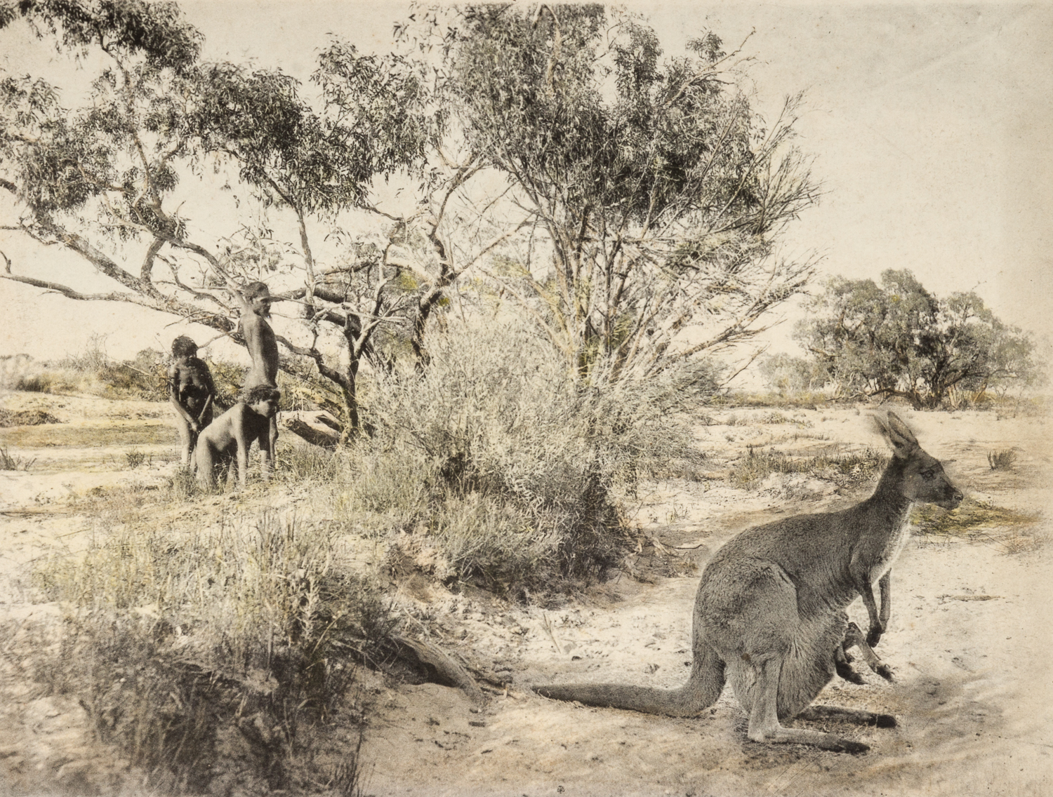 Kangaroo hunting. Aboriginals of Musgrave Ranges, Central Australia ...